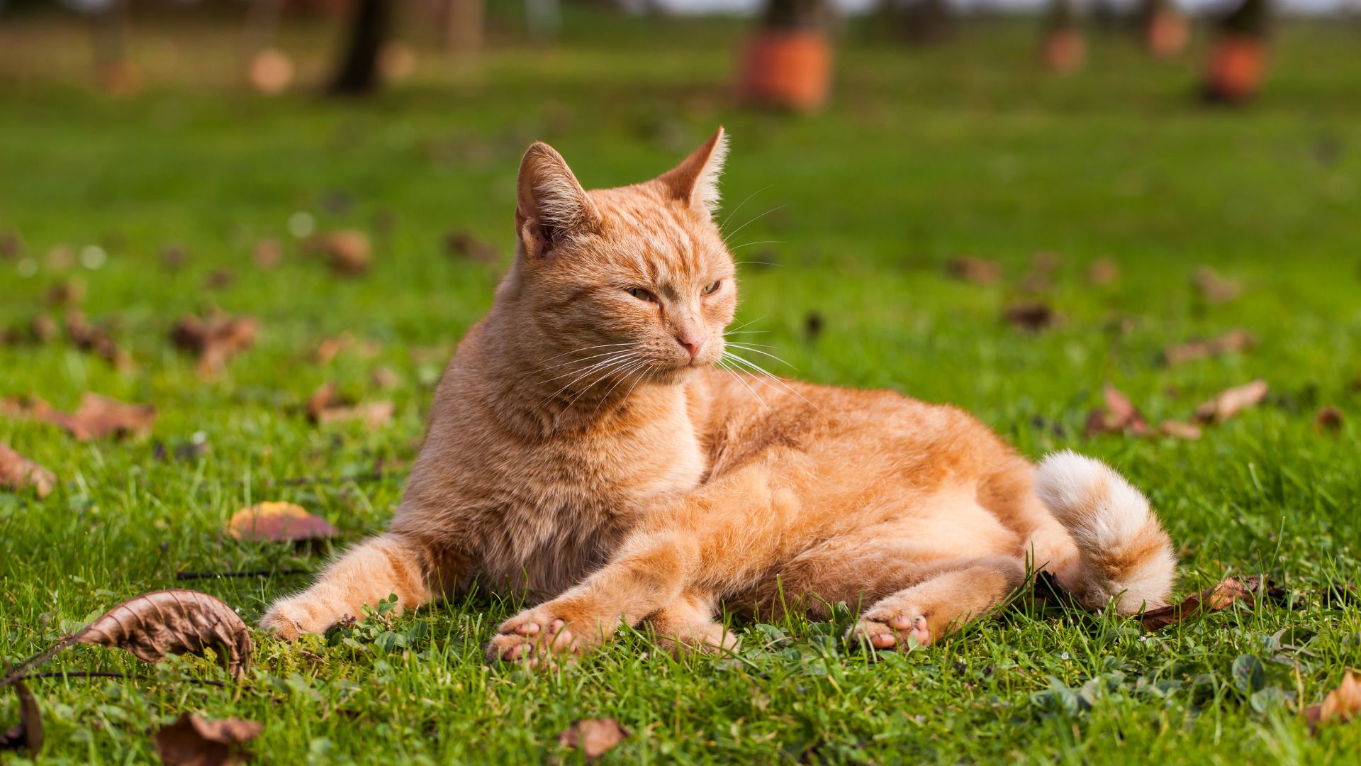 Vet Near Me Washington Crossing, PA 18977 | Washington Crossing Animal ...